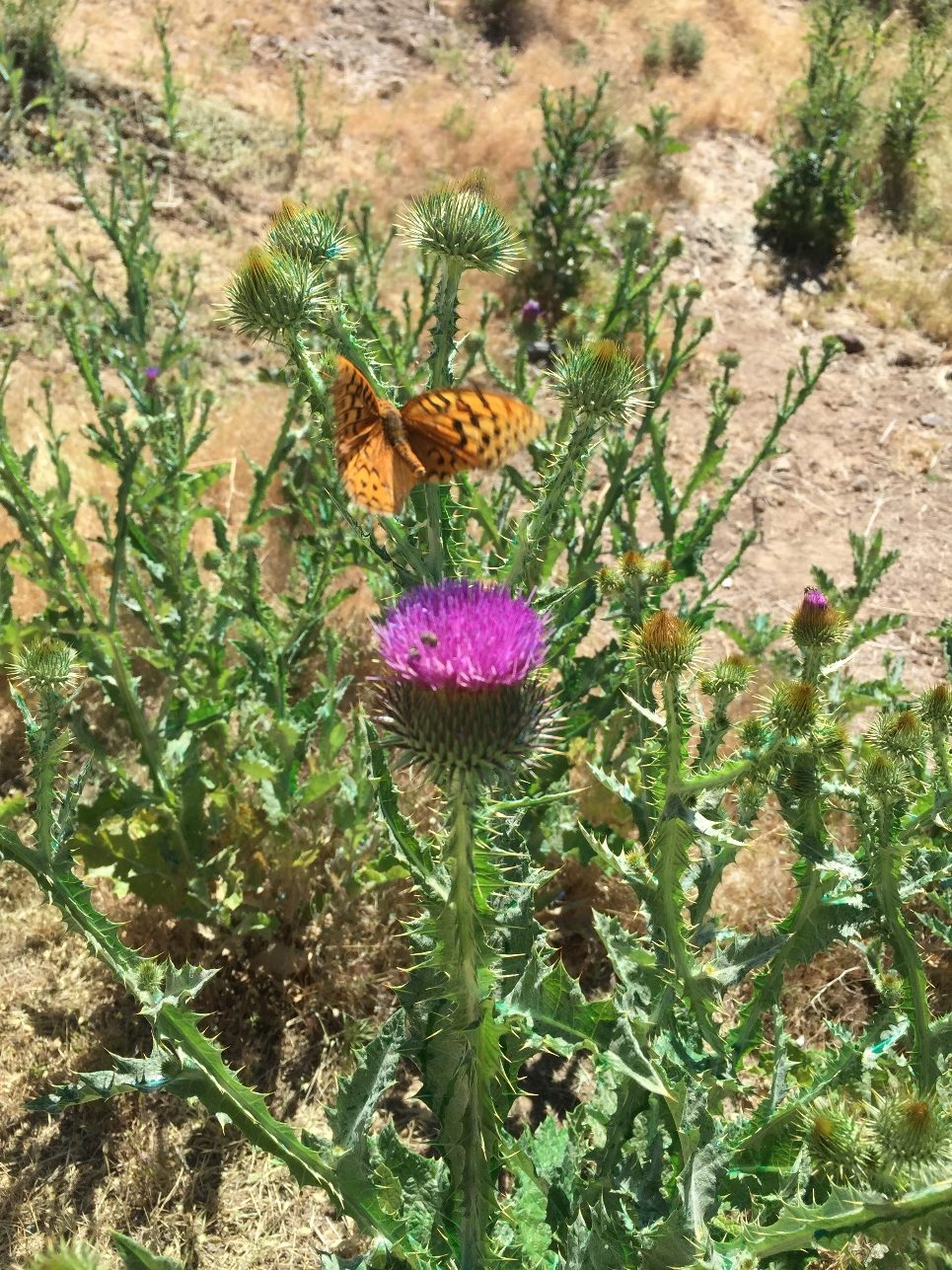 Weed Management | Nevada Revegetation & Native Seed Mix